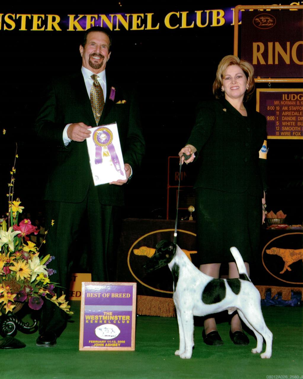 How Do You Become A Dog Show Judge