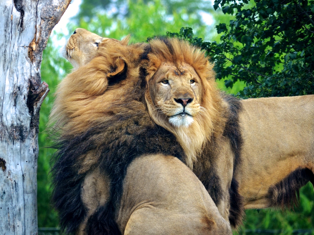 Male And Female Lion