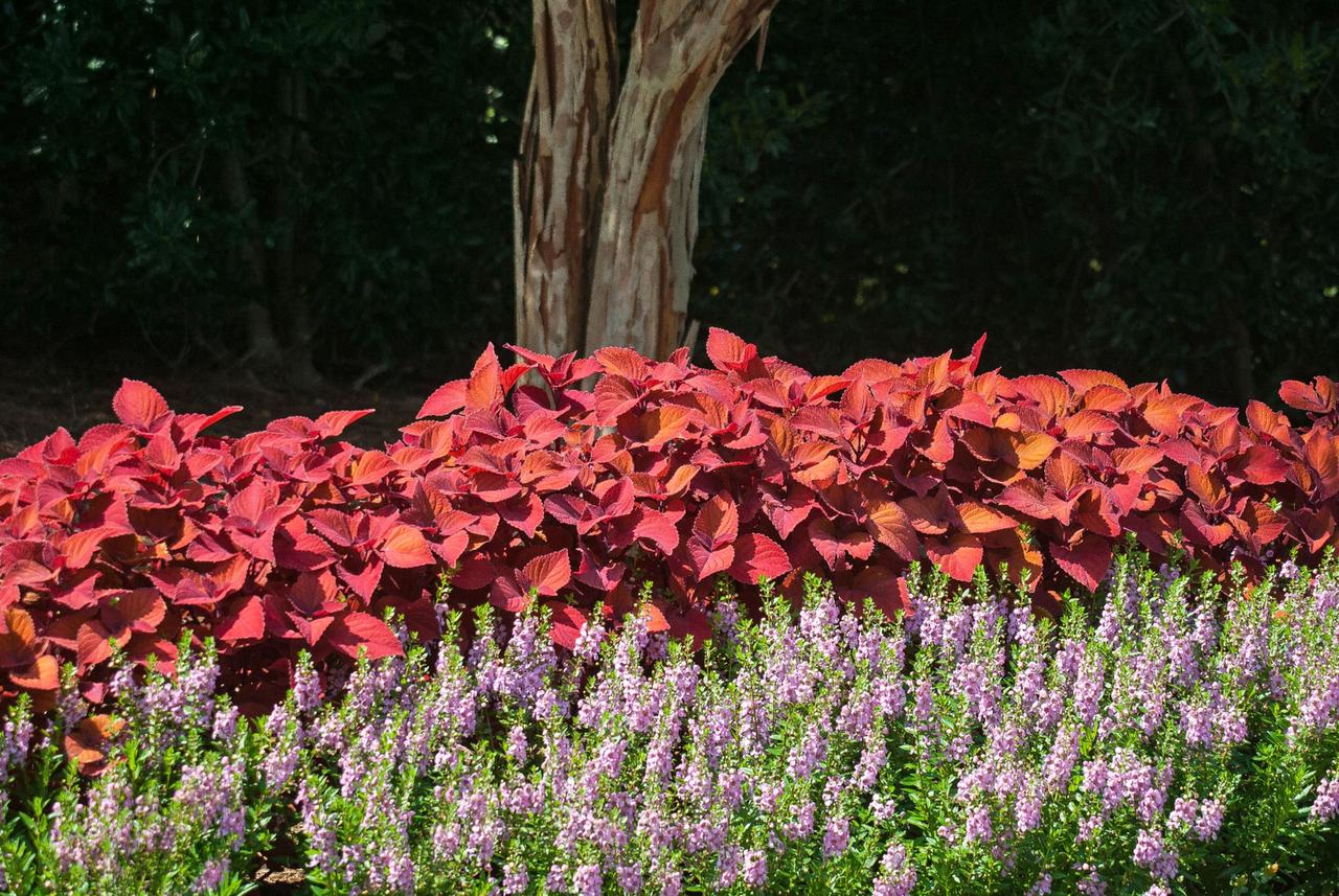 Home Flower Beds Coleus Vibrant Coleus Flower Seeds For Home Gardening