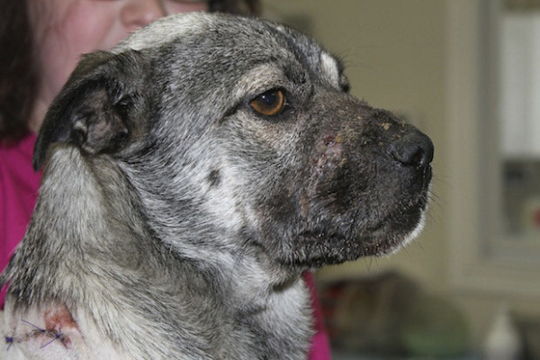 Tortured dog Hope recovering in Parker County; reward stands at $35,000 ...