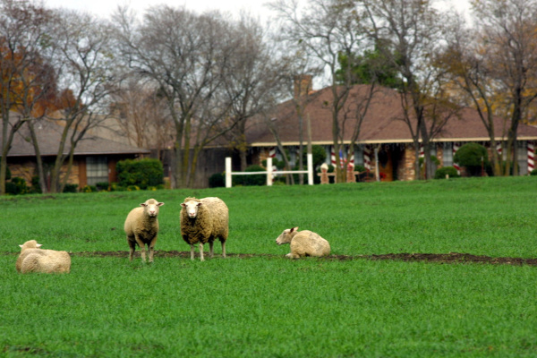 Historic Haggard farm in Plano could become new neighborhood | Real ...
