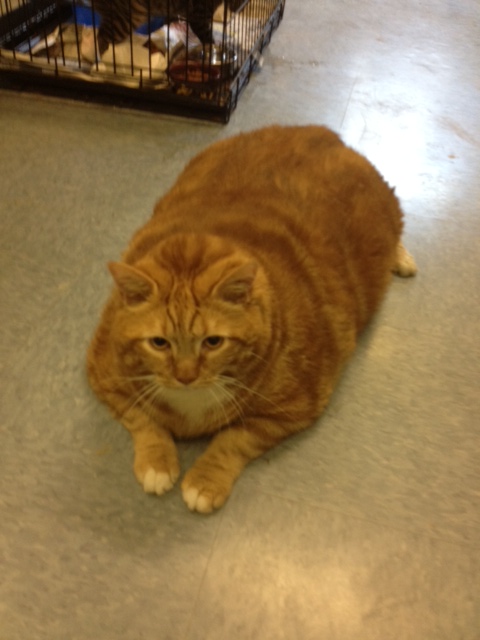 Orange Fat Tabby